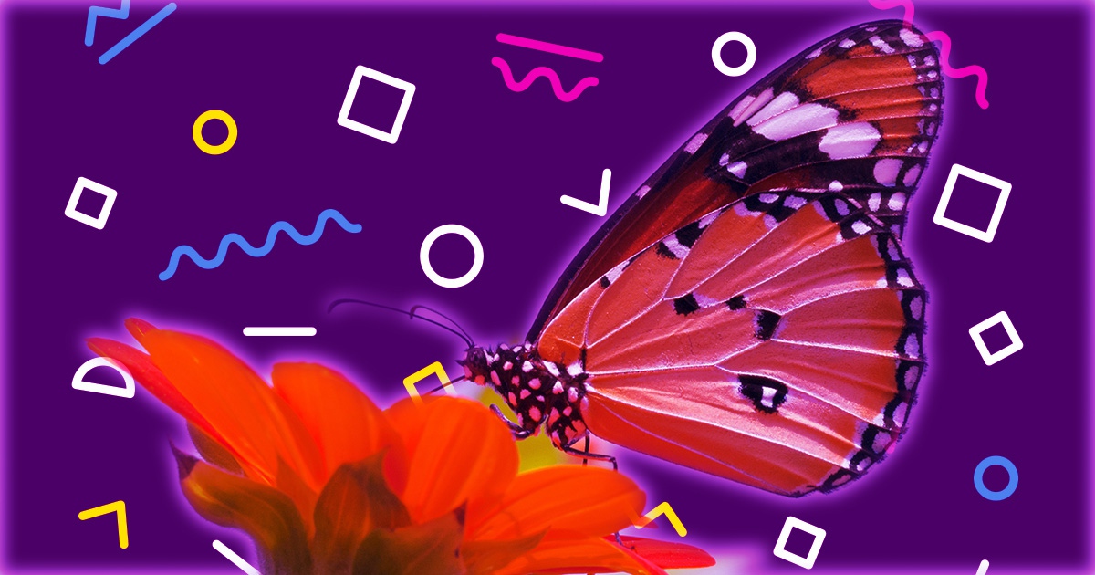 Map Monarch Migration Patterns, Free Classroom Learning Activity | The ...