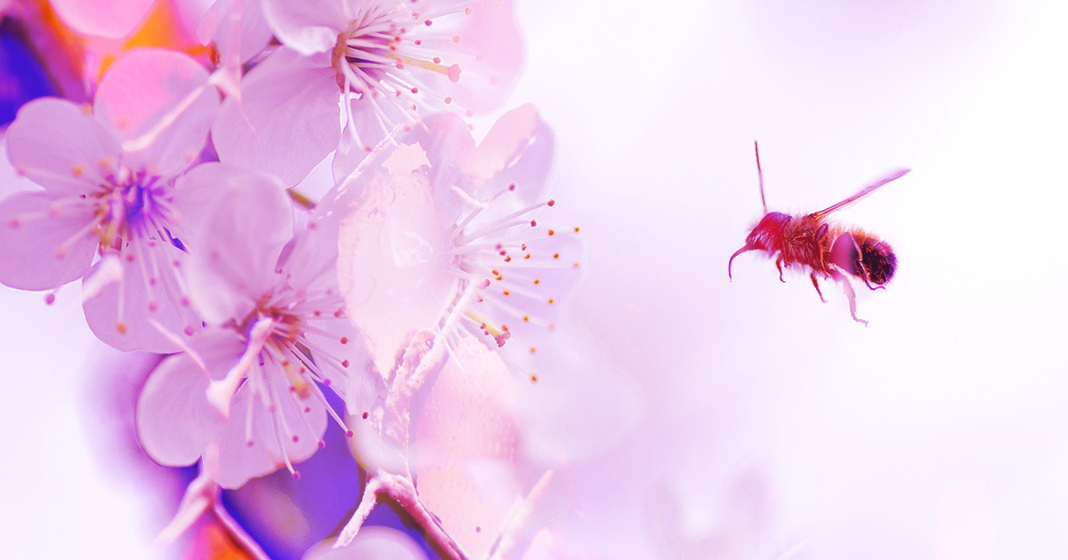 Write a Poem about Pollinators, Free Classroom Learning Activity | The ...